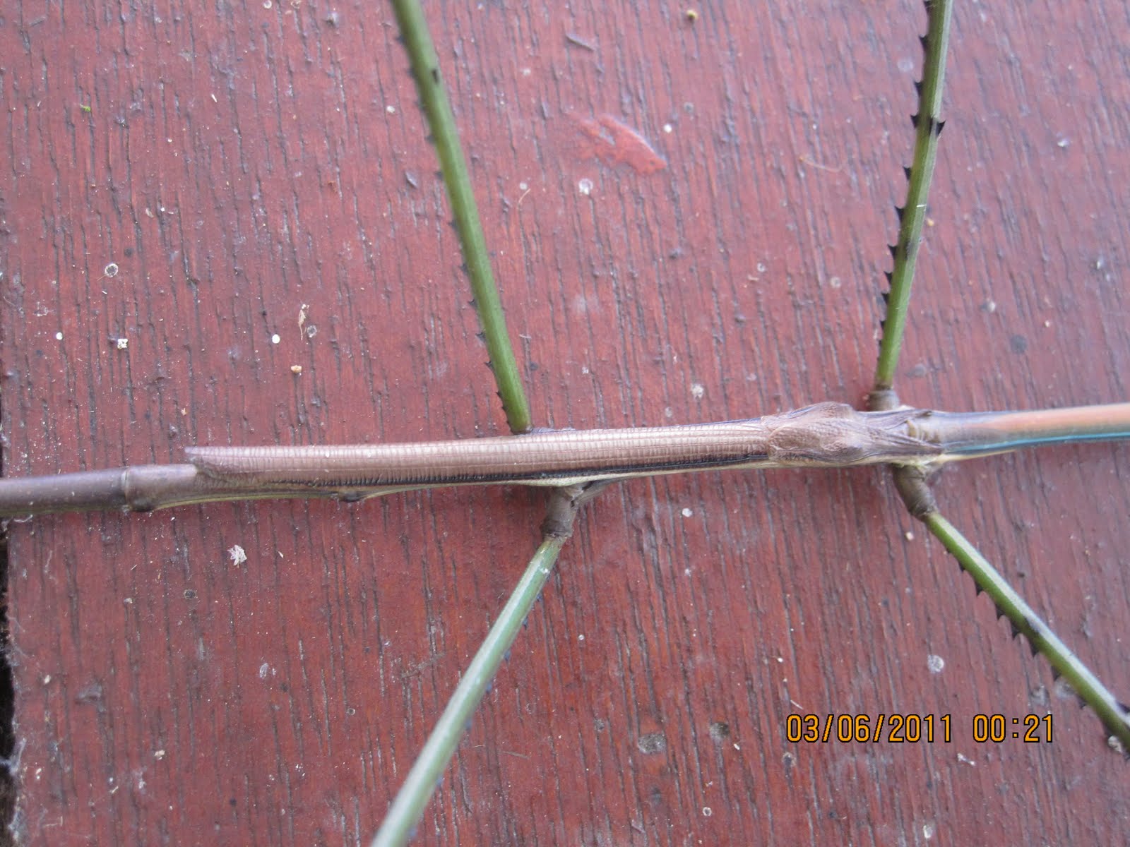 THE FORESTER: SERANGGA RANTING BARU DISELIDIK OLEH KITA....???