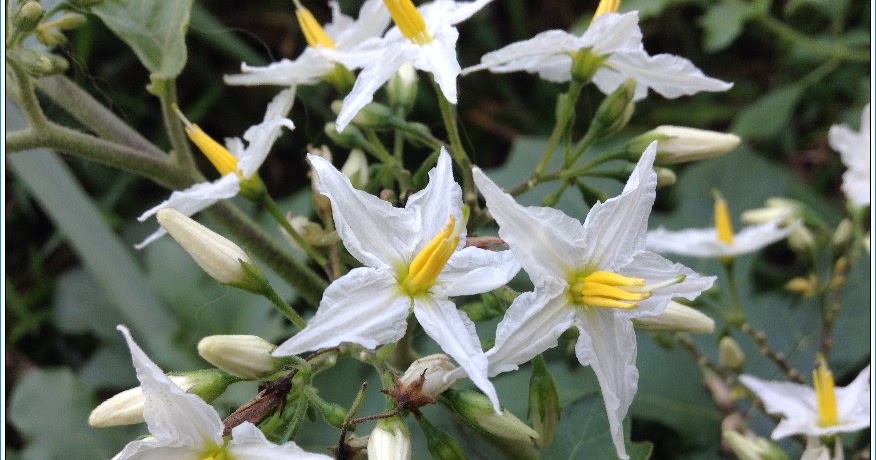 My imageJ: Plot Profile แสดงการ plot กราฟ ของชุดข้อมูลที่เลือก ง่ายและสะดวกมากในกากรวิเคราะห์ ...