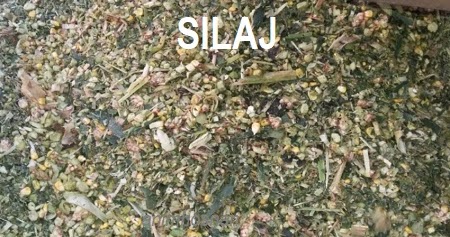 Anim Agro Technology: SILAJ - CARA MEMBUATNYA