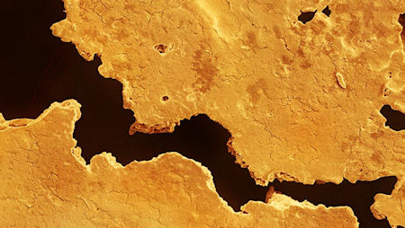 The Presurfer: Electron Microscope Food Pictures