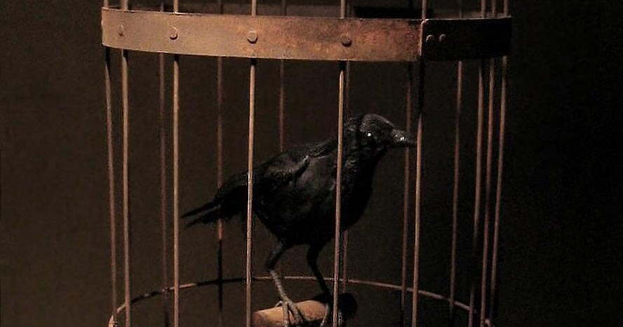 Daryl McMahon: Crow cage