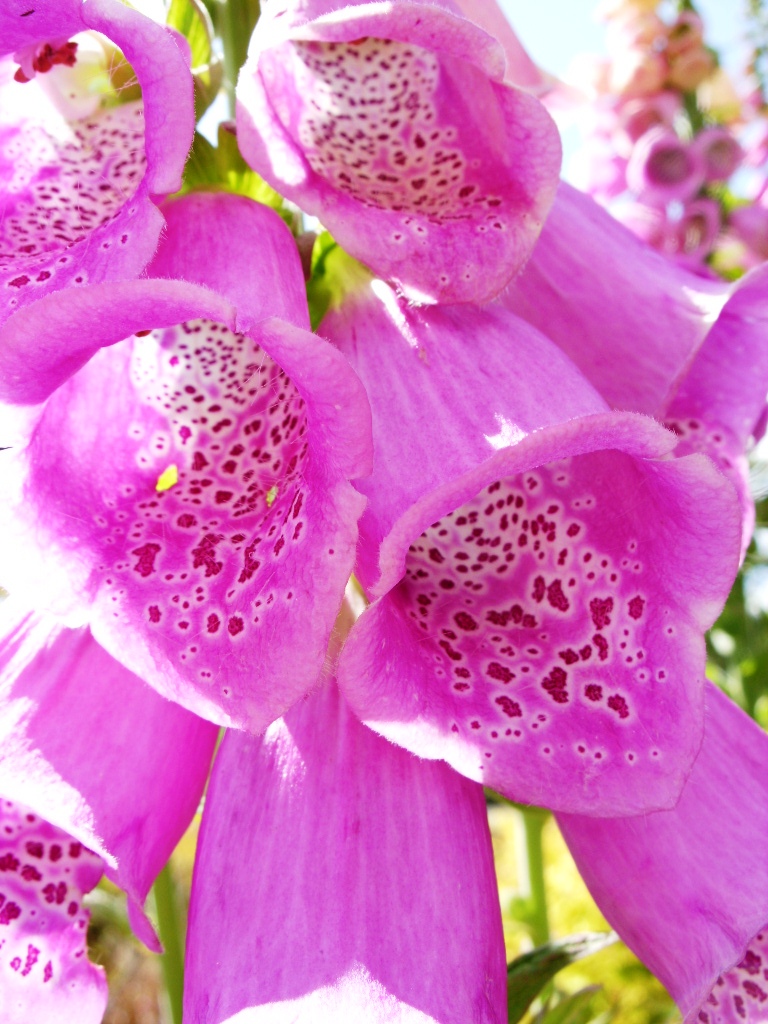 Kelli's Northern Ireland Garden: Foxgloves (Wild)
