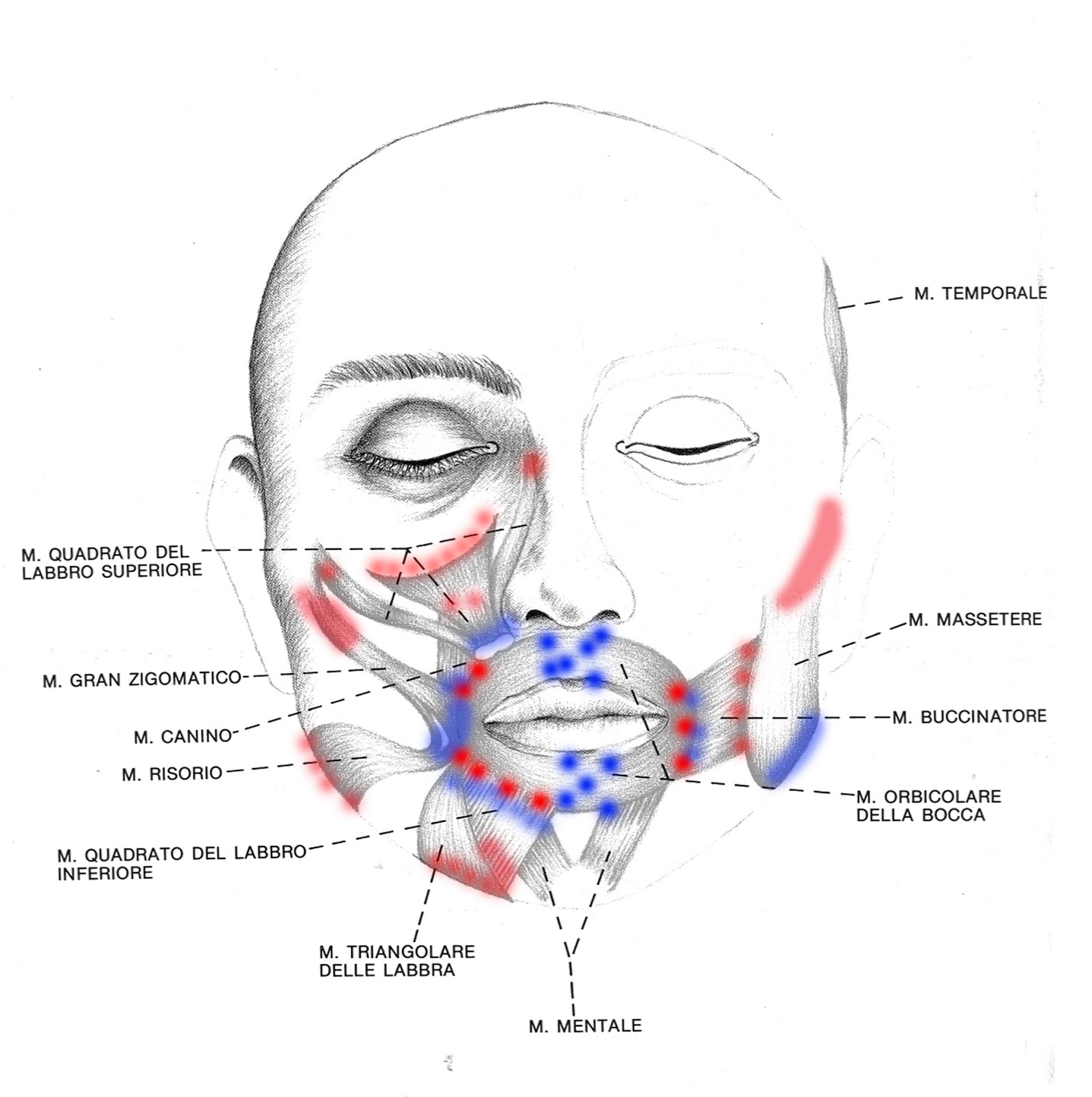 CON IL CORPO VIVO : CORPO ANATOMICO: CRANIO E FACCIA