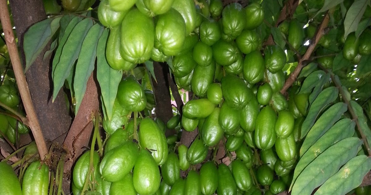 miesha-jept: BeLiMBing TunJuK