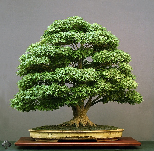 The history of BONSAI | The AgriNews