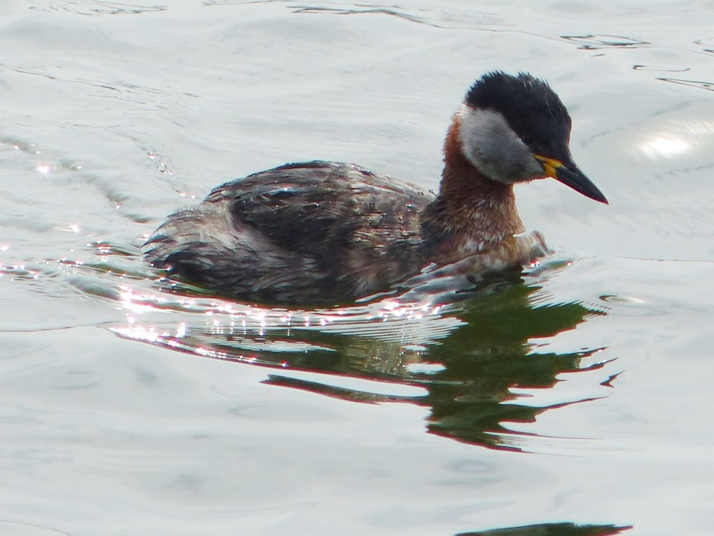 Tophill Low Nature Reserve: Weaseling out winter