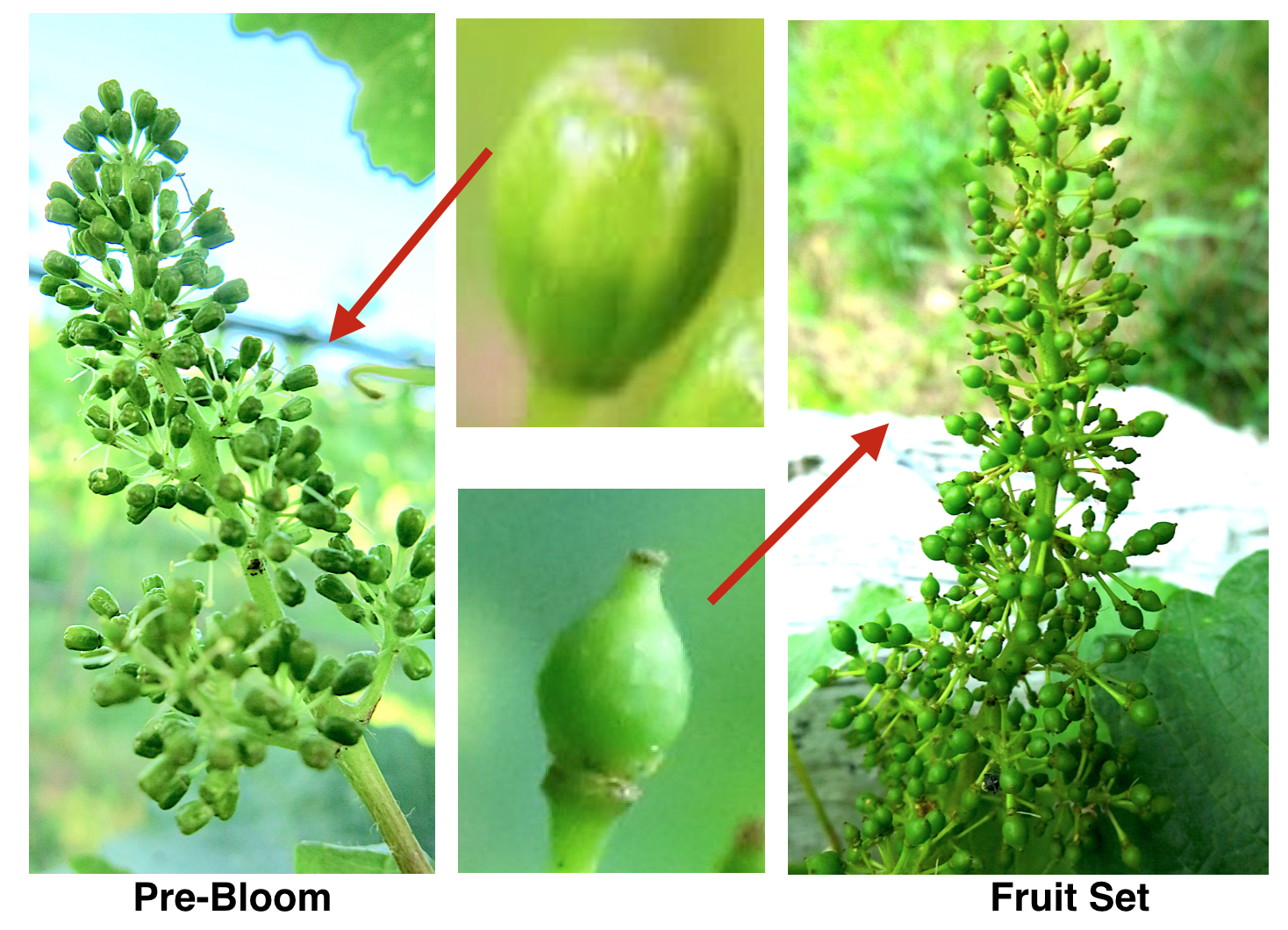 EnoViti: 06/01/2018 - 07/01/2018