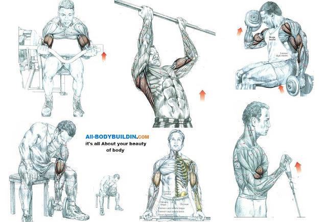 Bicep Muscle Training - Tips To Help Build Bicep Muscles ~ multiple fitness