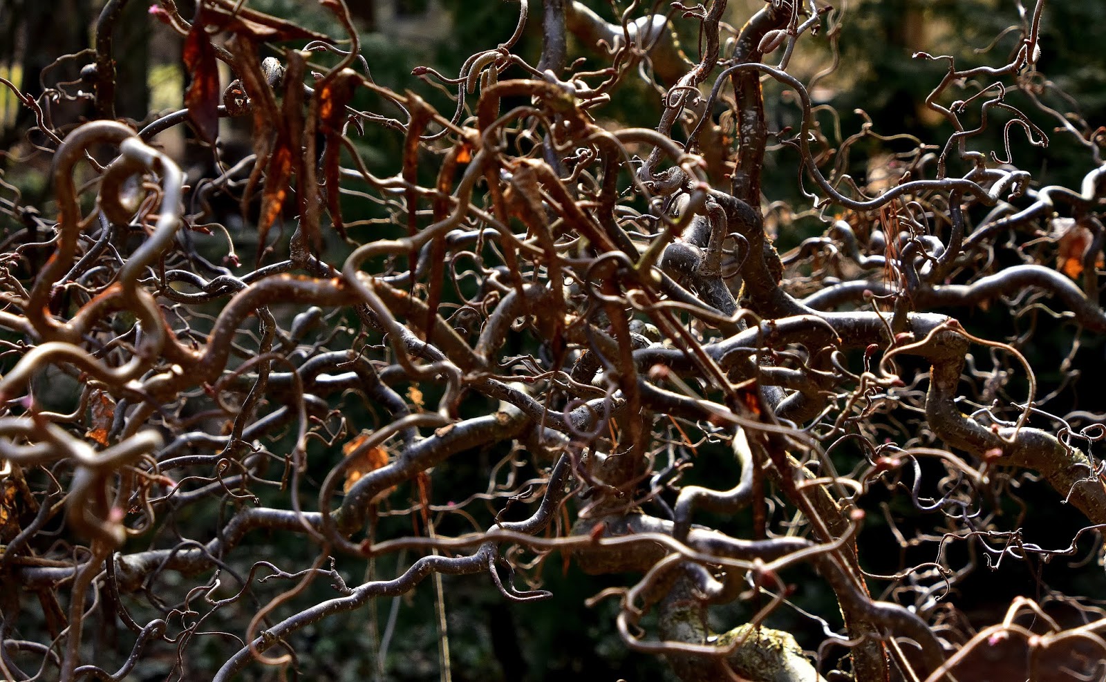 TRAVEL WITH THE BAYFIELD BUNCH:)): NO PASSPORTS REQUIRED