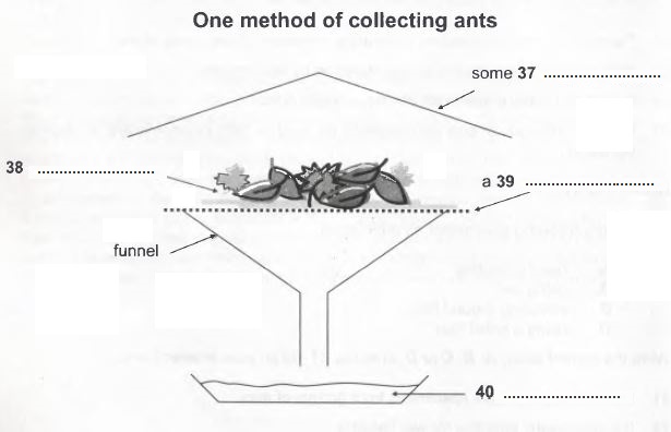 Academic IELTS Reading Practice - 120 - Collecting Ant Specimens