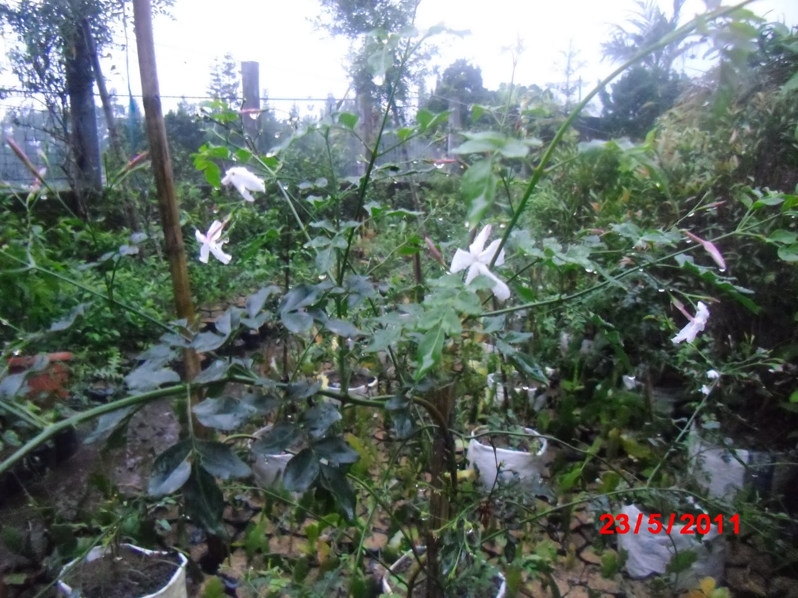 Terkeren 24+ Bunga Melati Pandan Wangi - Gambar Bunga Indah