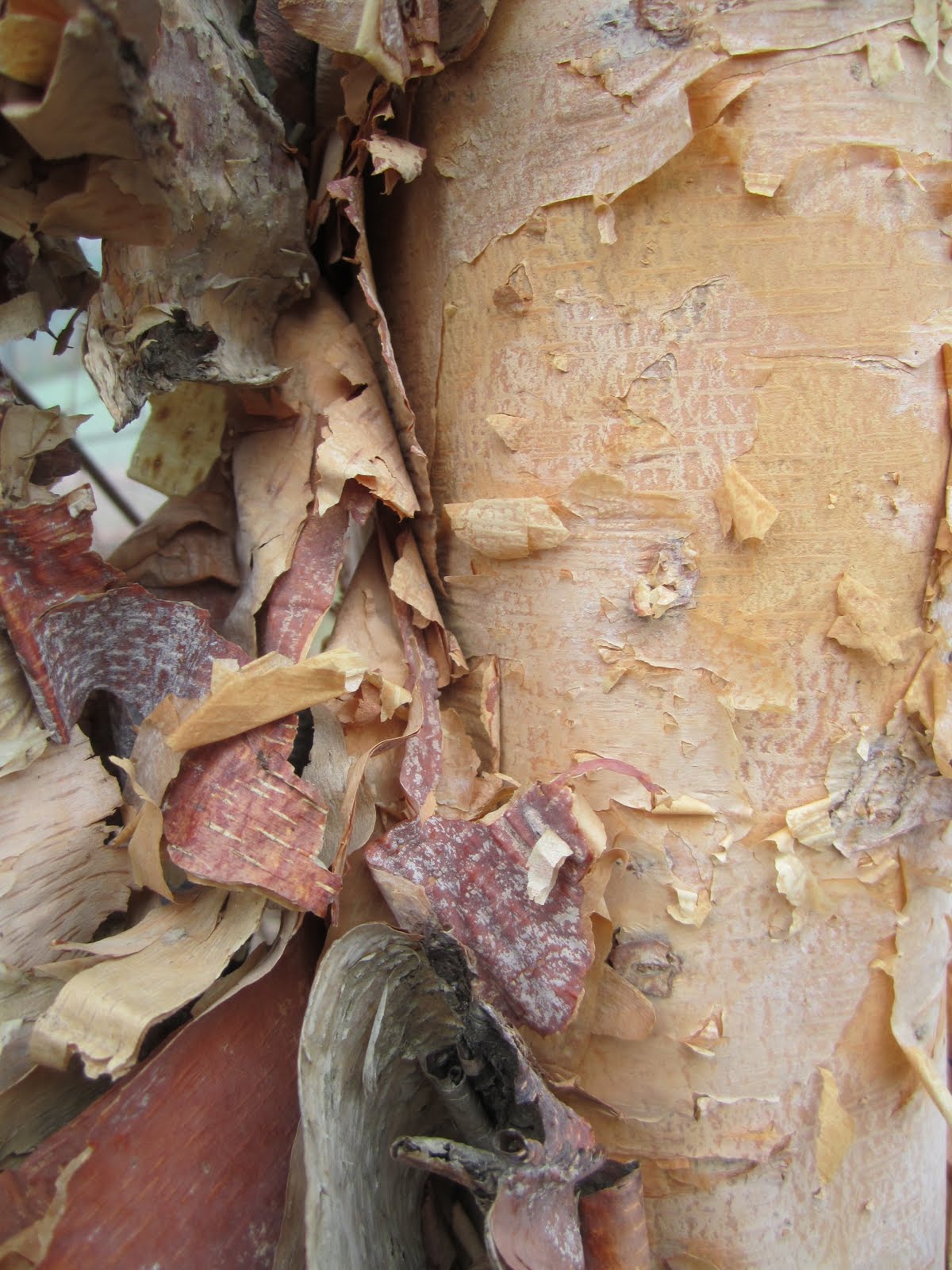 Susan Rosen Pics: The Mutilated Body: peeling skin and flesh