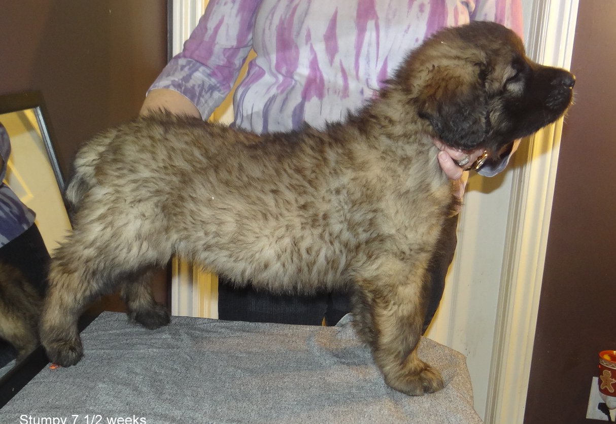 Heronview Leonbergers: Conformation shots of puppies