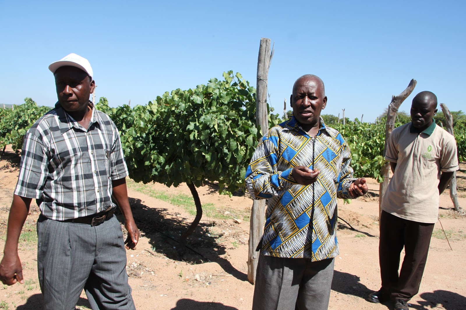 WANAHABARI WATEMBELEA SHAMBA LA ZABIBU KITUO CHA UTAFITI WA KILIMO ...