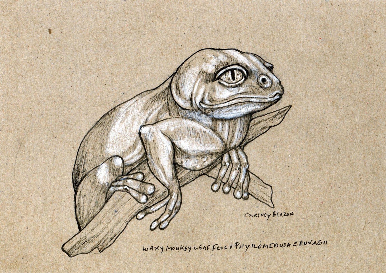 Courtney Blazon: Menagerie: Black and White Drawings on upcycled cardboard