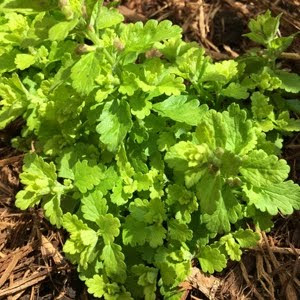 Dane County Extension Teaching Garden: Teucrium chamaedrys 'Summer ...