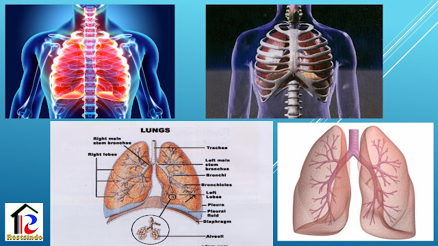 MENGENAL ORGAN PARU - PARU - Fungsi dan peran Paru-paru serta Anatomi ...