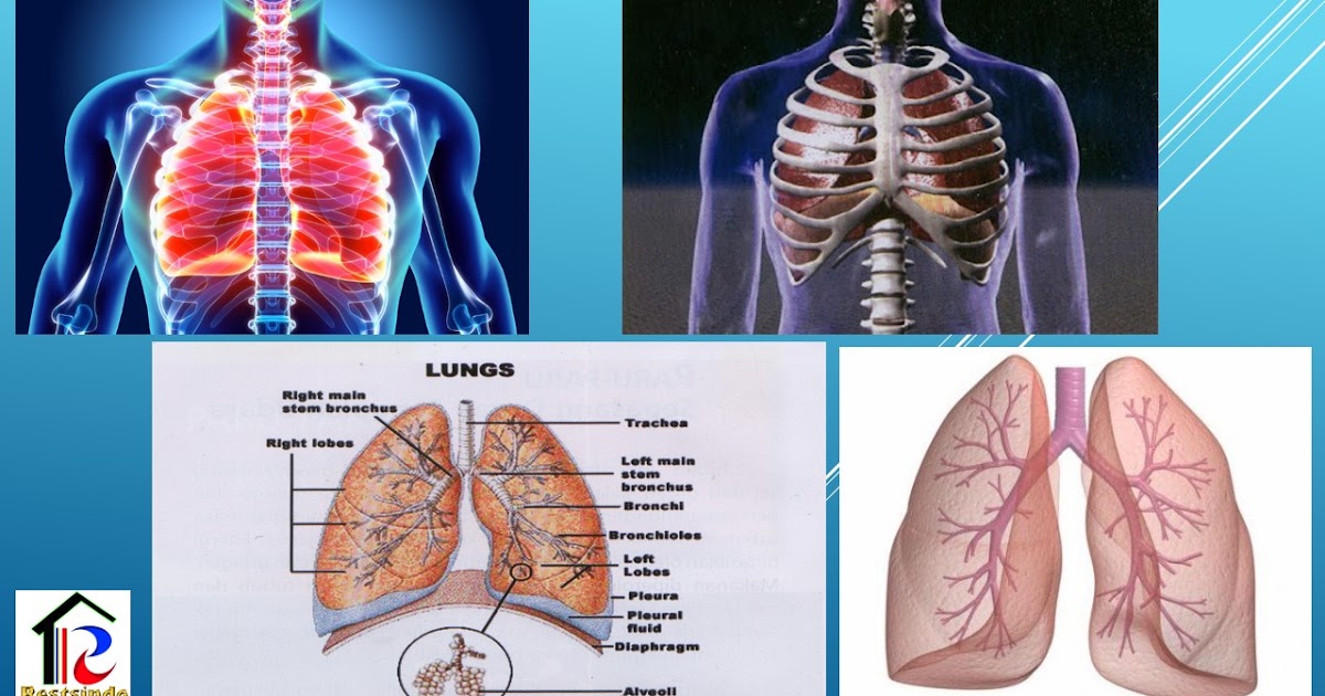 MENGENAL ORGAN PARU - PARU - Fungsi dan peran Paru-paru serta Anatomi ...