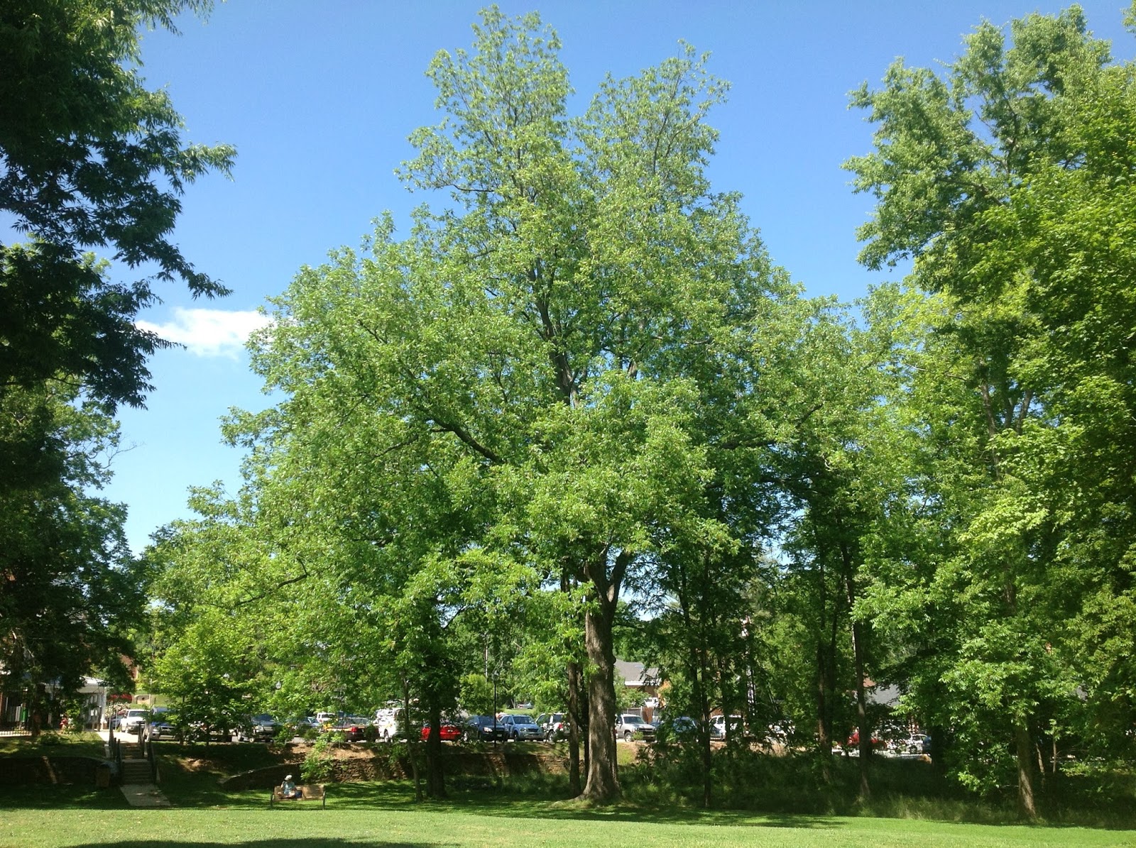 Piedmont Tree Climbing (PTC): Public Tree Climbs