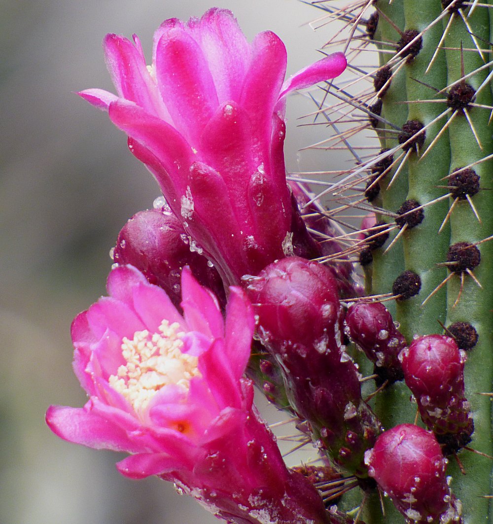 Kittling: Books: Daisy at the Arizona-Sonora Desert Museum
