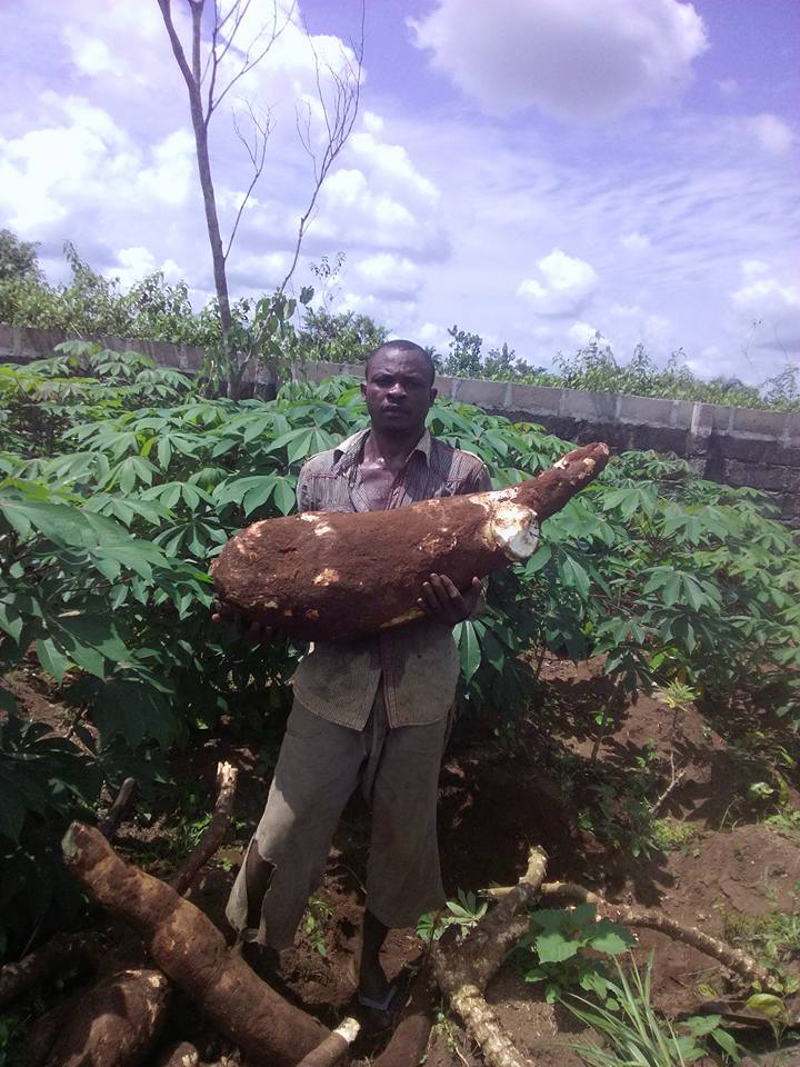 Welcome To Ajayi's Blog: Proud farmer shows off his massive farm ...