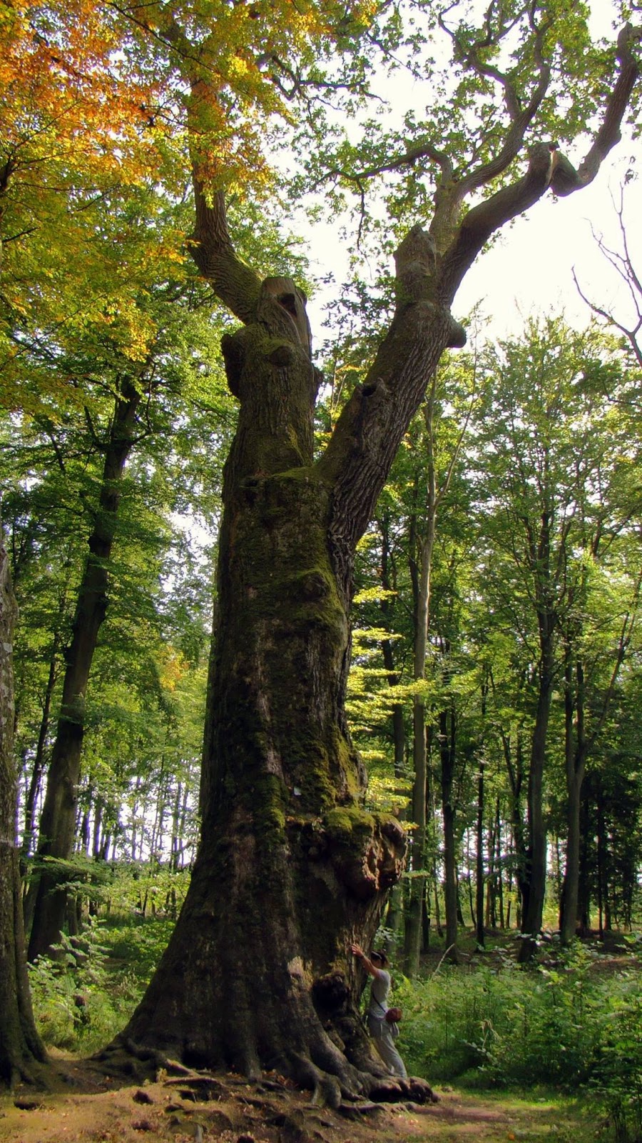 Oldest Trees Najstarsze Drzewa: Sensational: New Oldest Oak in Poland ...