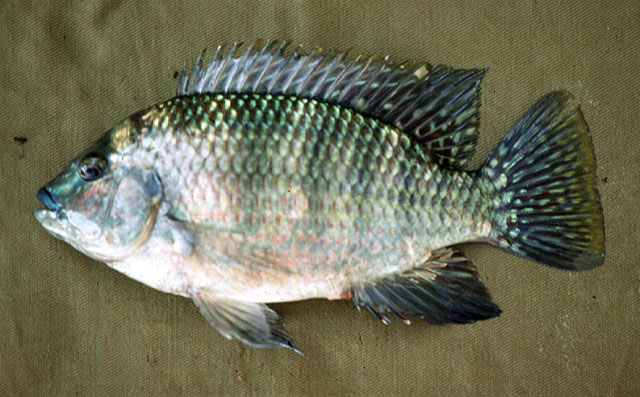 Artes de Pesca: VAMOS A PESCAR TILAPIA 3ª Parte