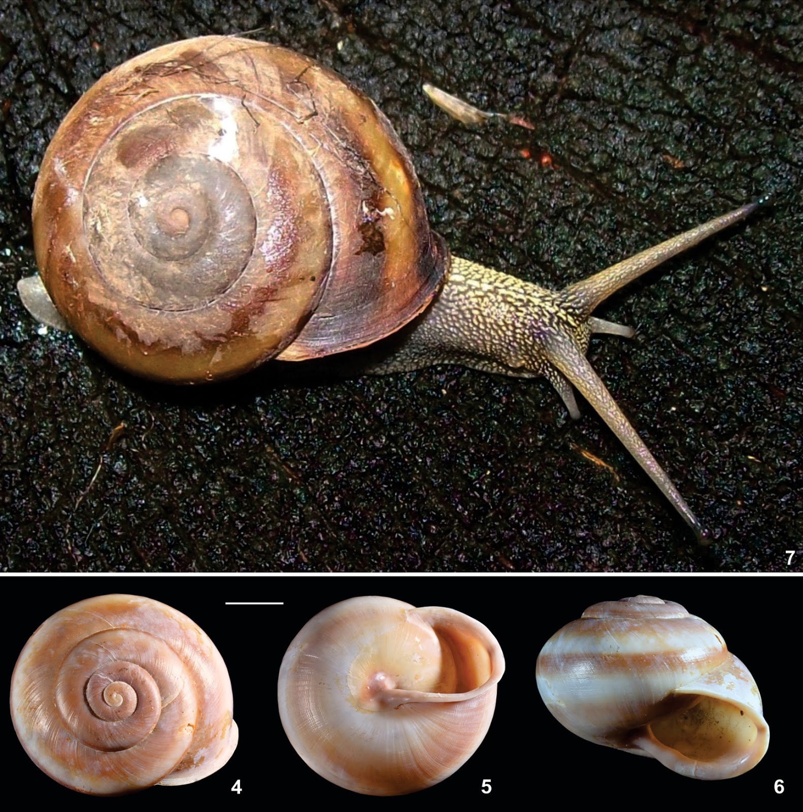 Mollusca Gastropoda