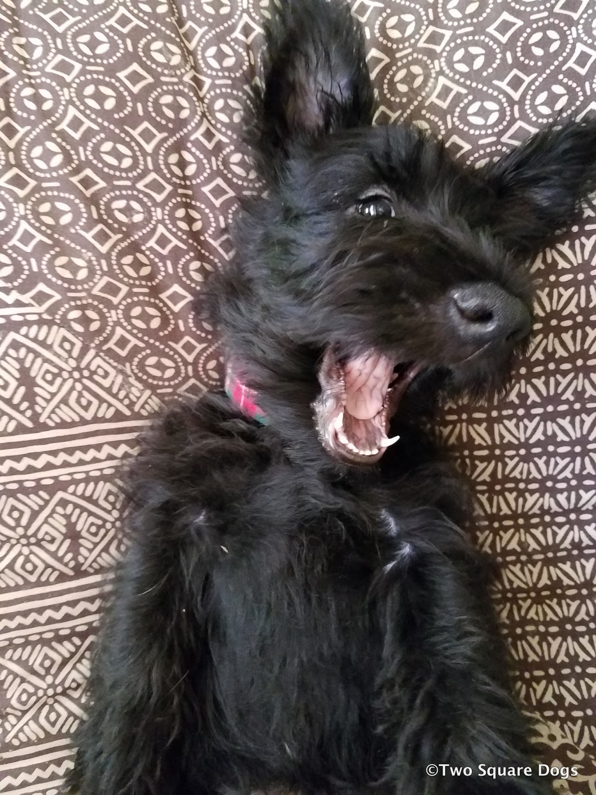 Two Little Square Black Dogs: Two Square Dogs and Winston