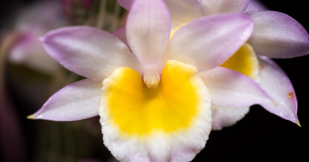 Dendrobium crepidatum care and culture | Travaldo's blog