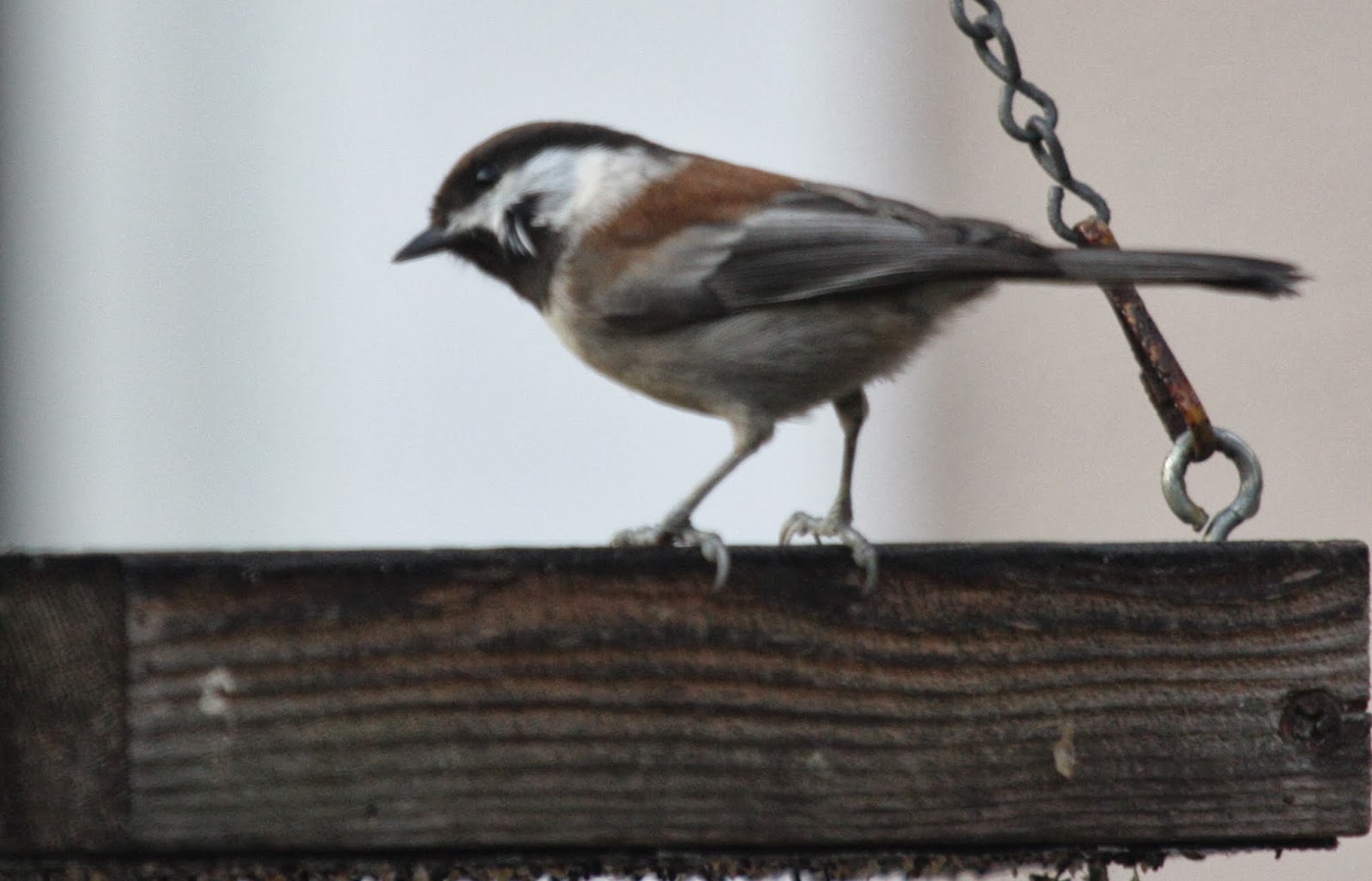 Francis Julian Montgomery Photography: Chestnut-backed Chickadee