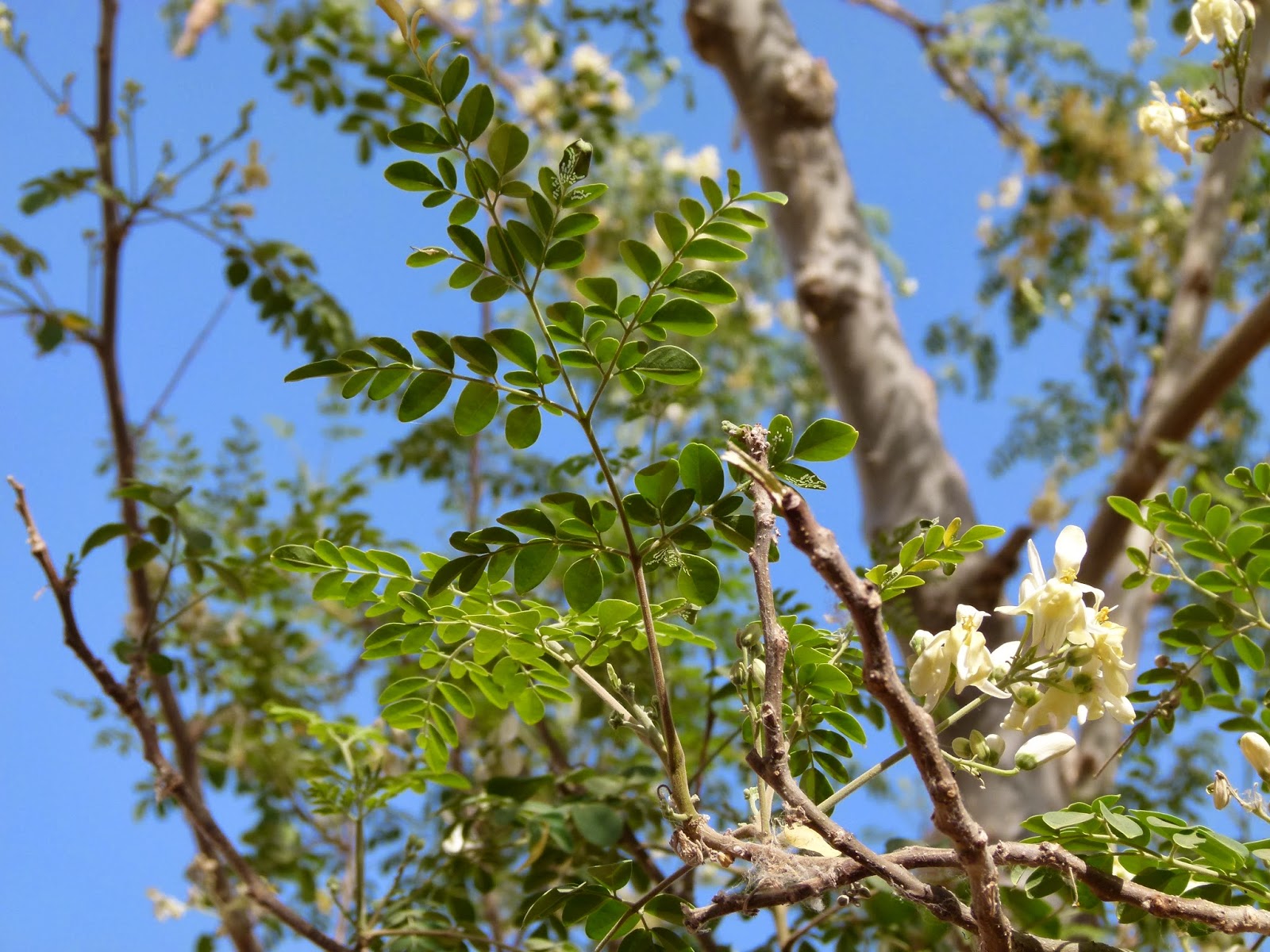 ASSOCIATION DABA CULTURA FRANCE 66: Le Moringa oleifera et ses nombreux ...