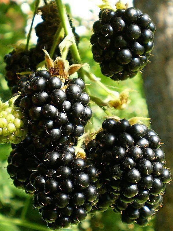 Despre fructe si legume: MURELE