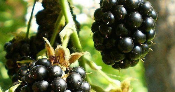 Despre fructe si legume: MURELE