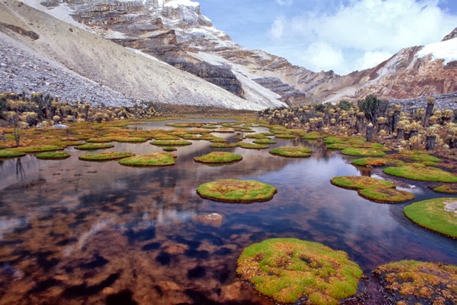 TERRITORIO INDÍGENA TUNEBOS,AHORA WÚVA¡ PASHA MAMMA!: octubre 2013