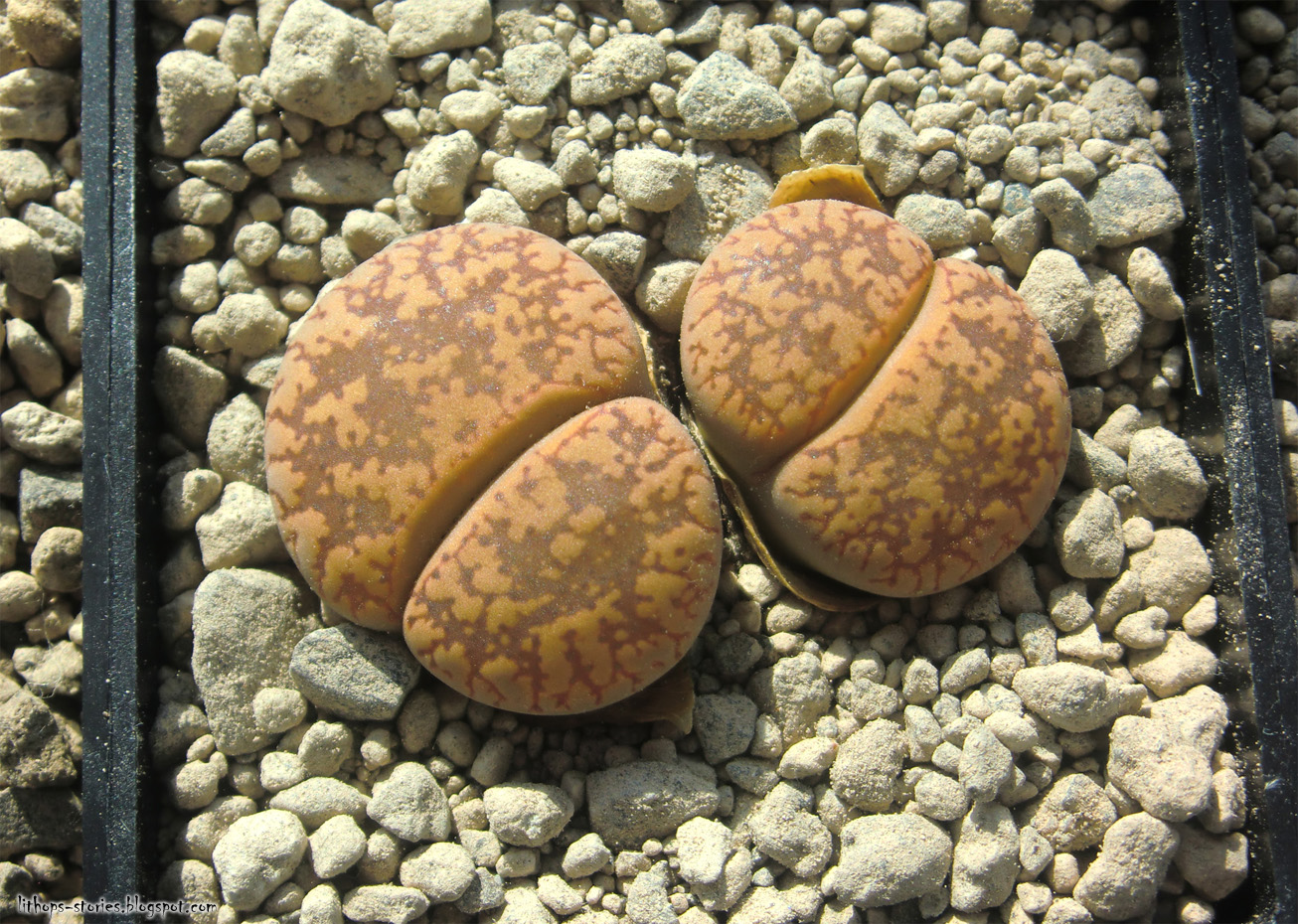 Lithops Stories: New lithops 2017 - Part 1 (14 pics)