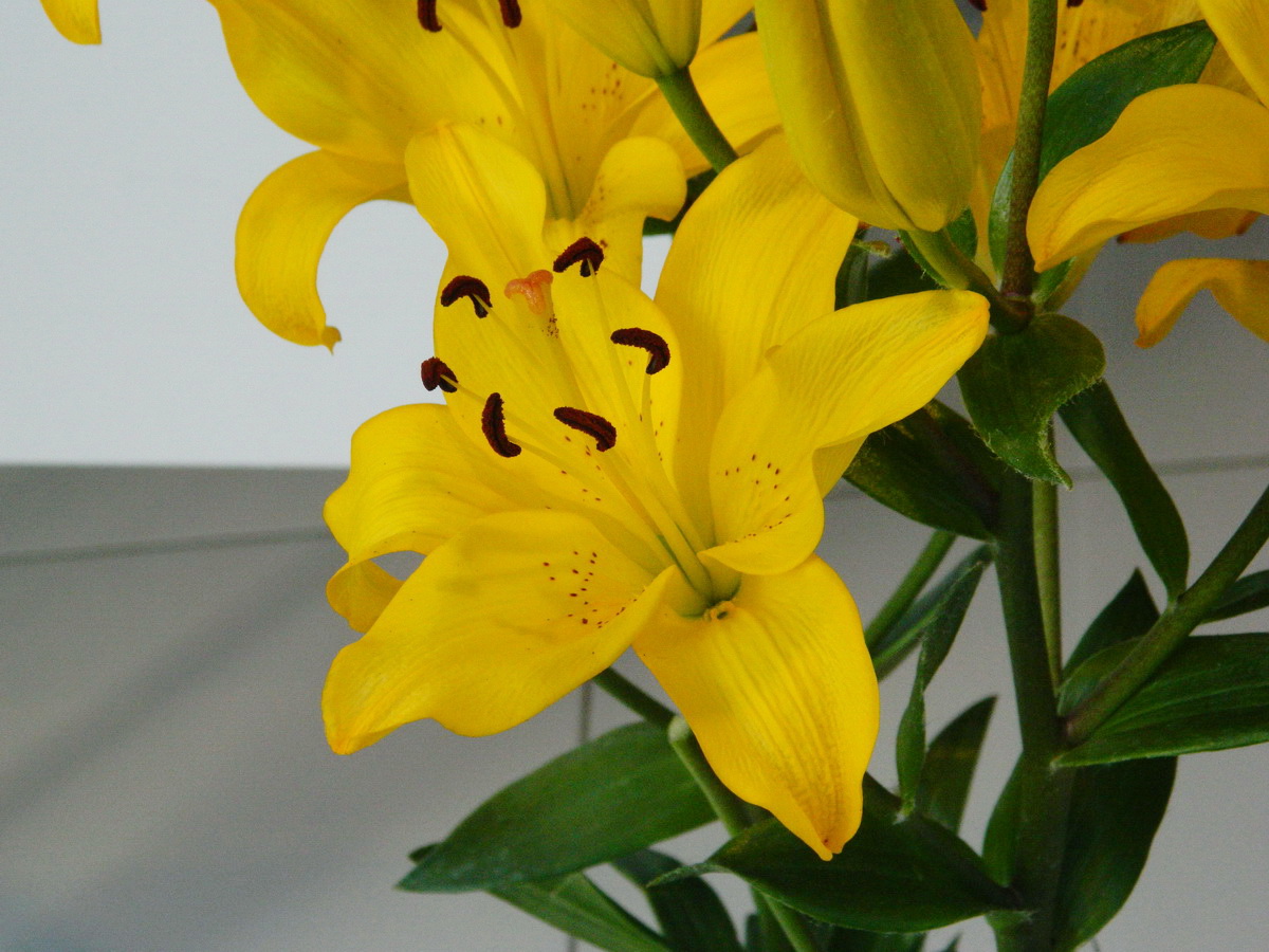 LA MULTI ANI, ROMANIA!: Crini galbeni