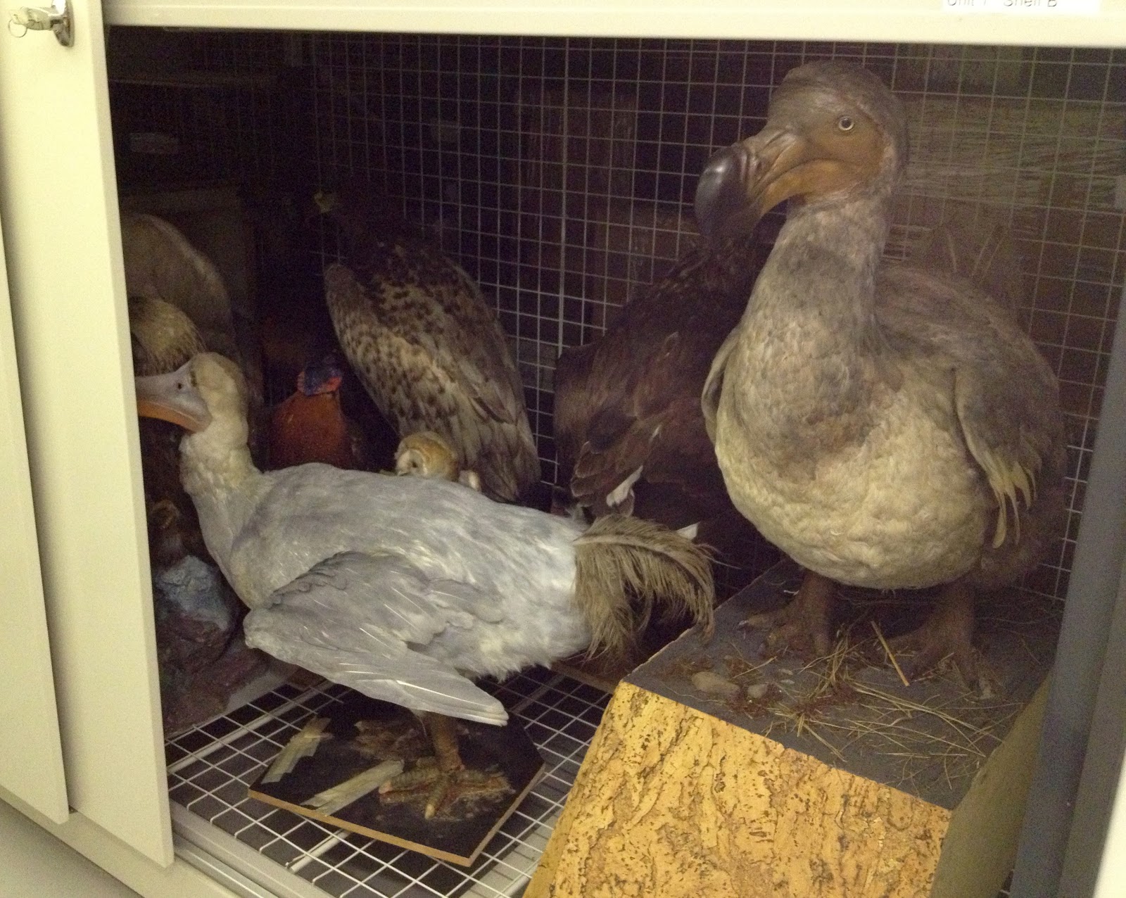 Cali Anthropology Girl: CAG on museums: Taxidermy at the Hancock Museum