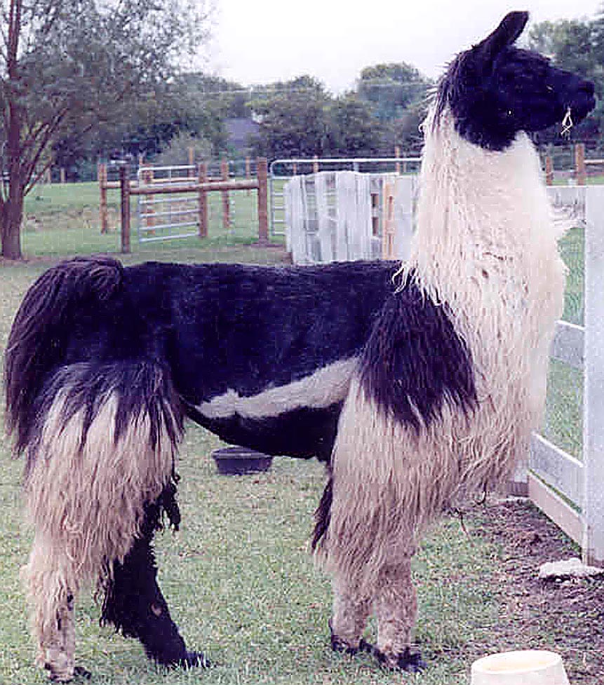 Autumn Hill Llamas & Fiber: Shearing time!