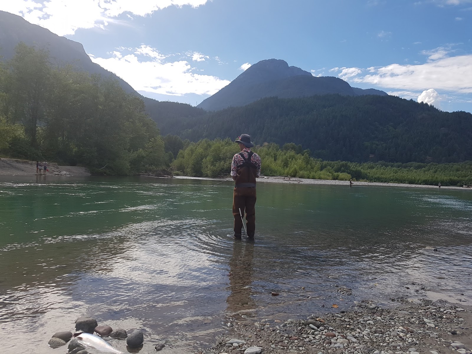 pink Squamish salmon on the fly Squamish bc canada