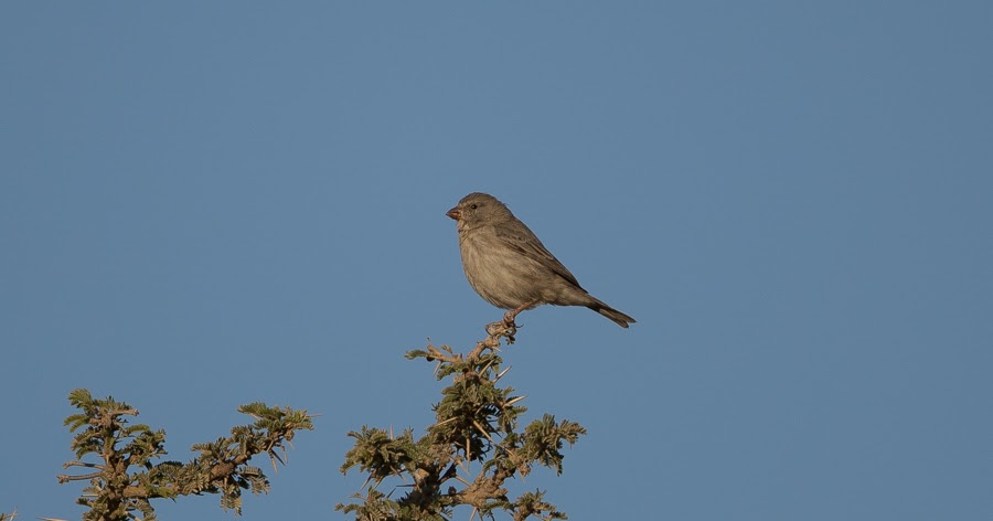 Birds of Saudi Arabia: Resident species – Talea Valley