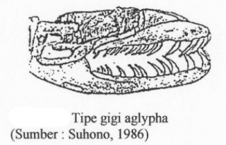 Mengidentifikasi Ular Dari Tipe Susunan Gigi - minipetcare