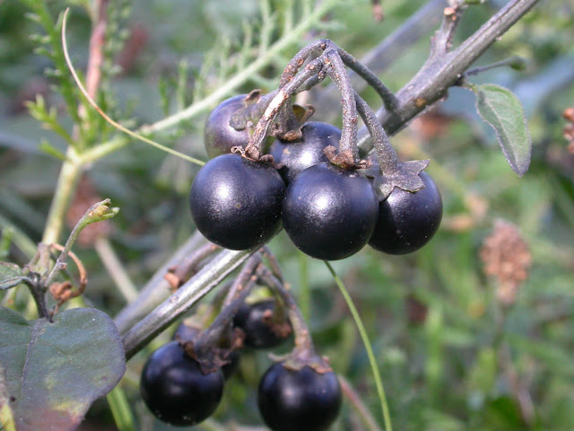 Mengenal Leunca Si Kecil Hitam Yang Kerap di Sapa Ranti - Lim Corporation