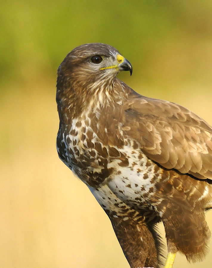 La magia de la fotografía: Busardo ratonero