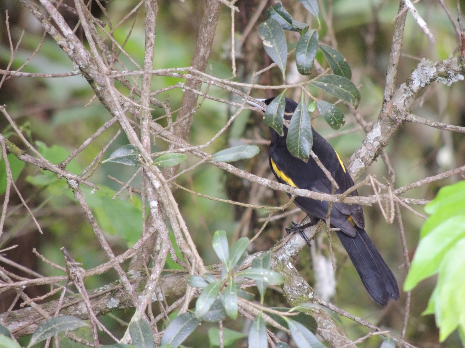 Observando Aves: Tecelão