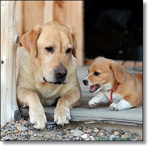 The Pet Tree House - Where Pets Are Family Too : How Rickets Affect ...