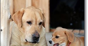 The Pet Tree House - Where Pets Are Family Too : How Rickets Affect ...