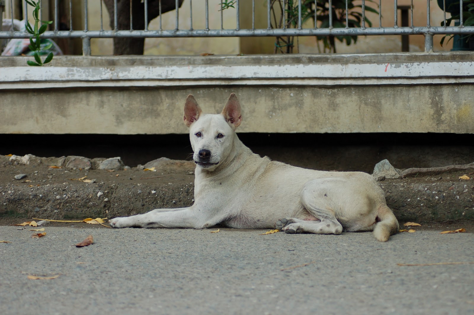 Mandy's Timor-Leste: Animals of Dili