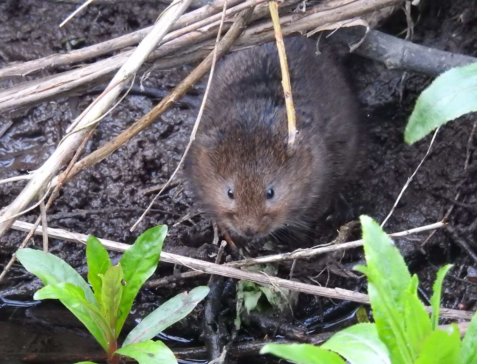 About a Brook: Assorted May Voles