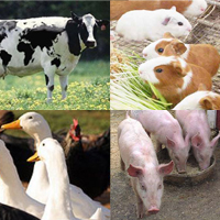 La Agronomia como Produccion Animal